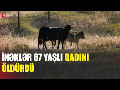 İnəklərin hücumuna məruz qalan 67 yaşlı qadın öldü: Ərinin vəziyyəti ağırdır - RTV