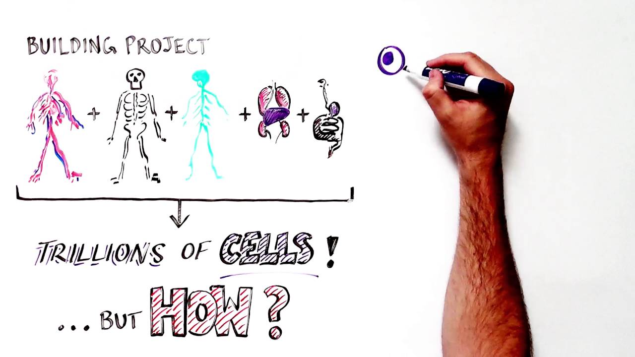 Stem Cells 101 in 60 seconds - YouTube