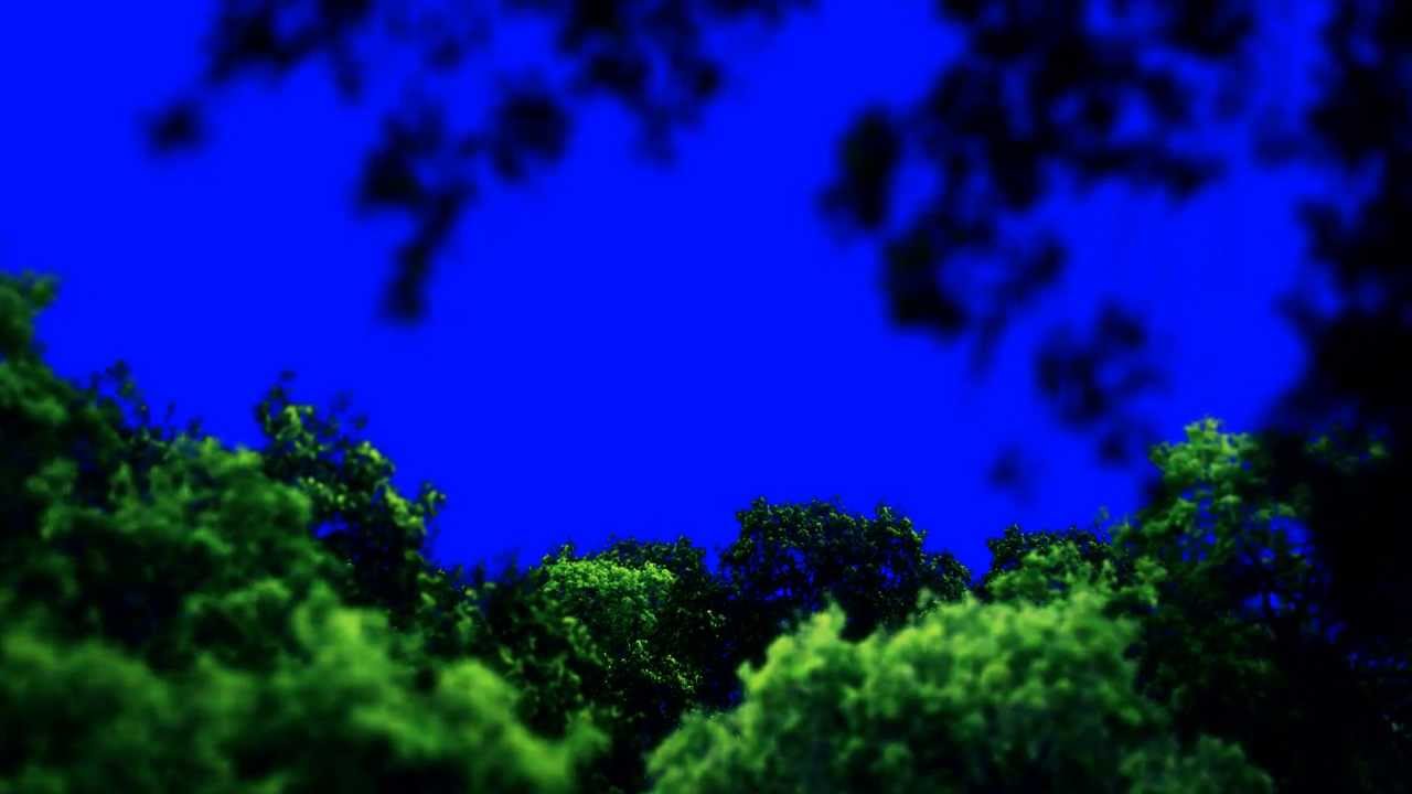 Above the Trees - Blue Screen Free Animation - YouTube