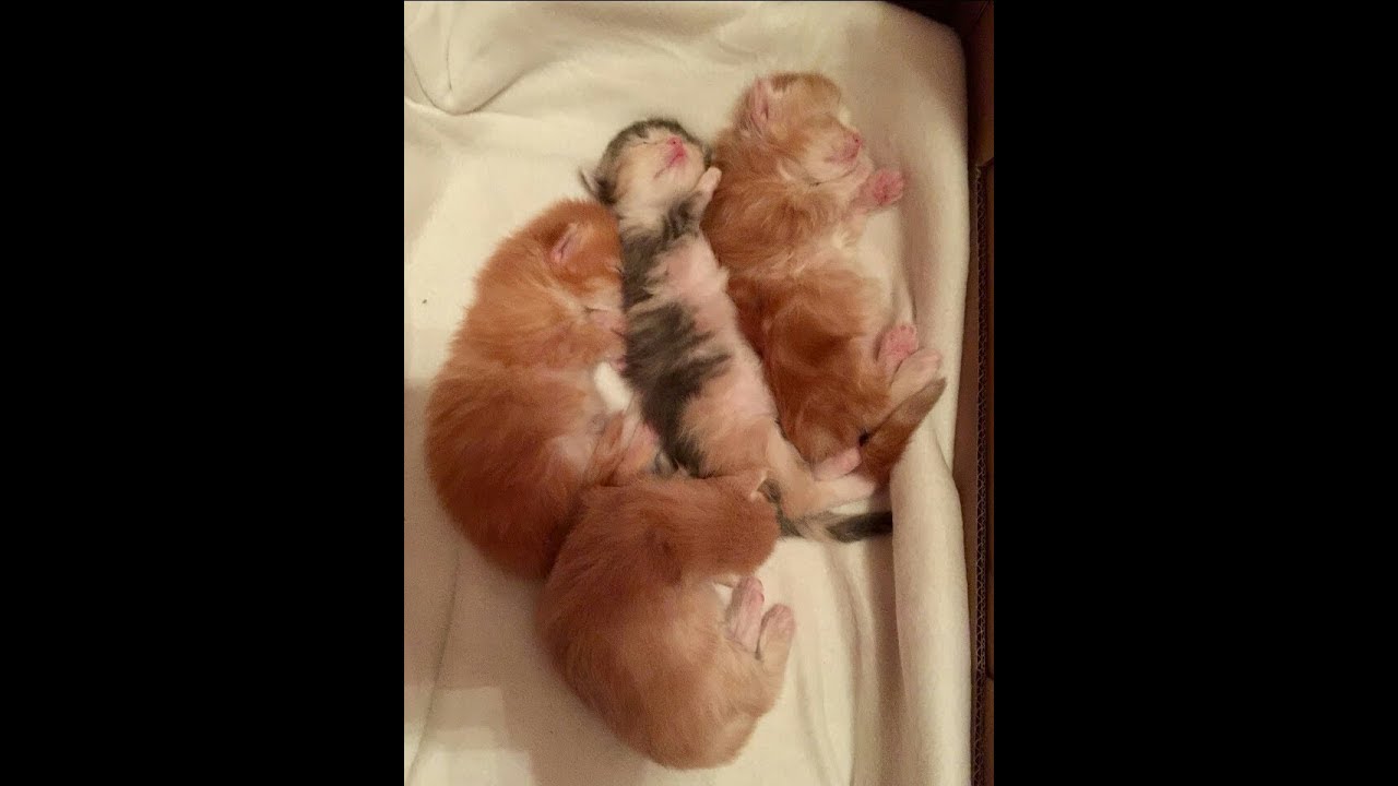 VIRAL KUCING GEMAS SEDANG TIDUR LUCU MANJA - YouTube