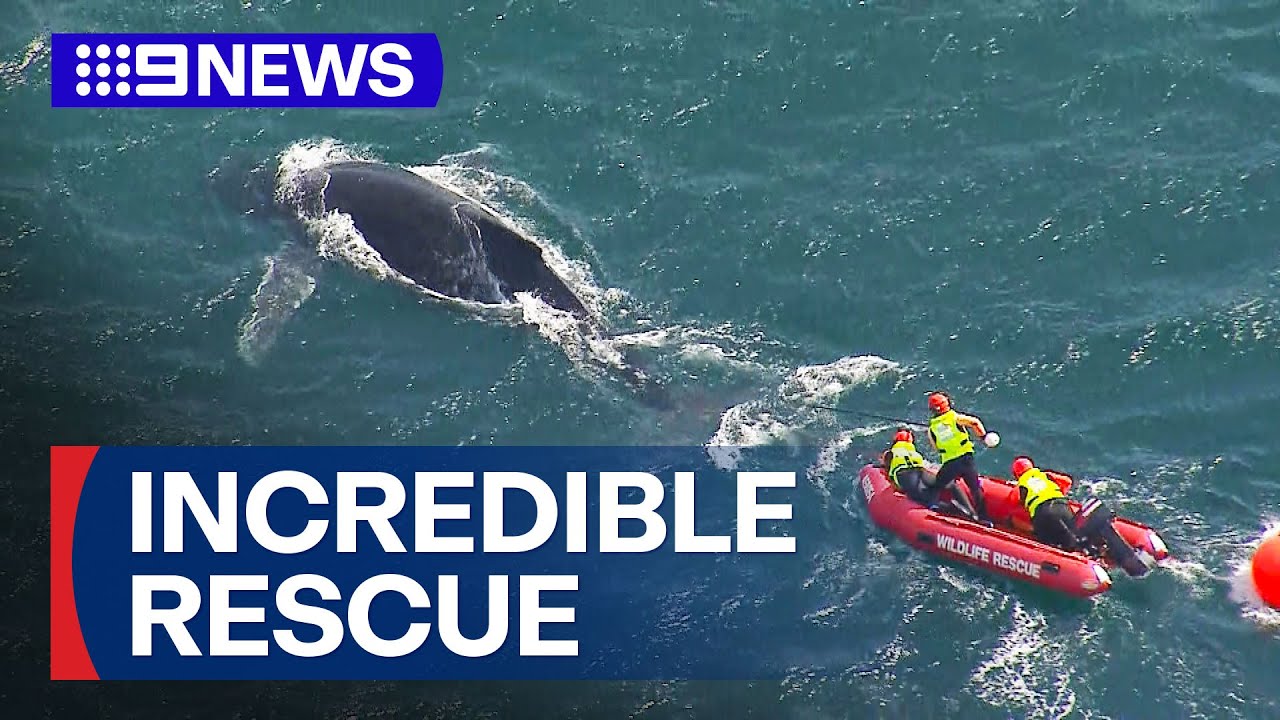 Humpback whale rescued after being trapped in Sydney Harbour fishing ...