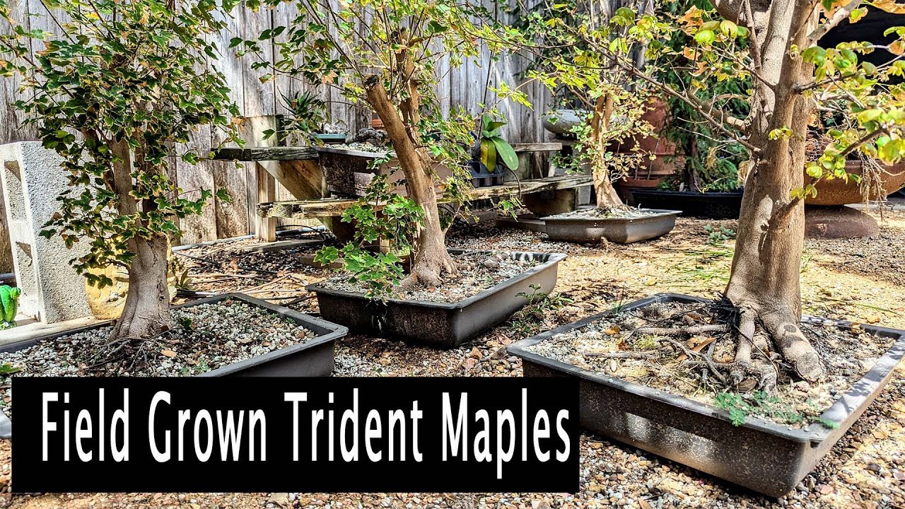 12 Collected field grown trident maples, Yamadori - YouTube