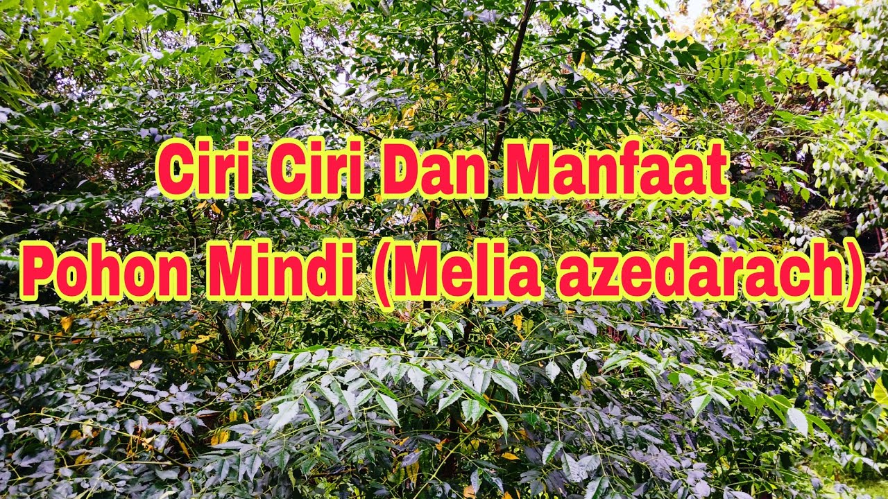 Review Pohon Mindi (Melia azedarach) Dan Manfaatnya - YouTube