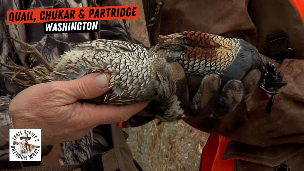 Upland Hunting in Washington's Stunning Columbia River Country - YouTube