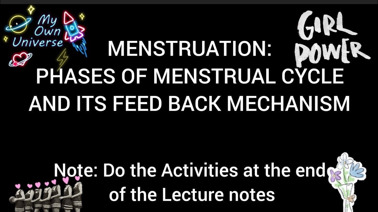 LECTURE NOTES: MENSTRUATION : PHASES OF MENSTRUAL CYCLE and Feedback ...
