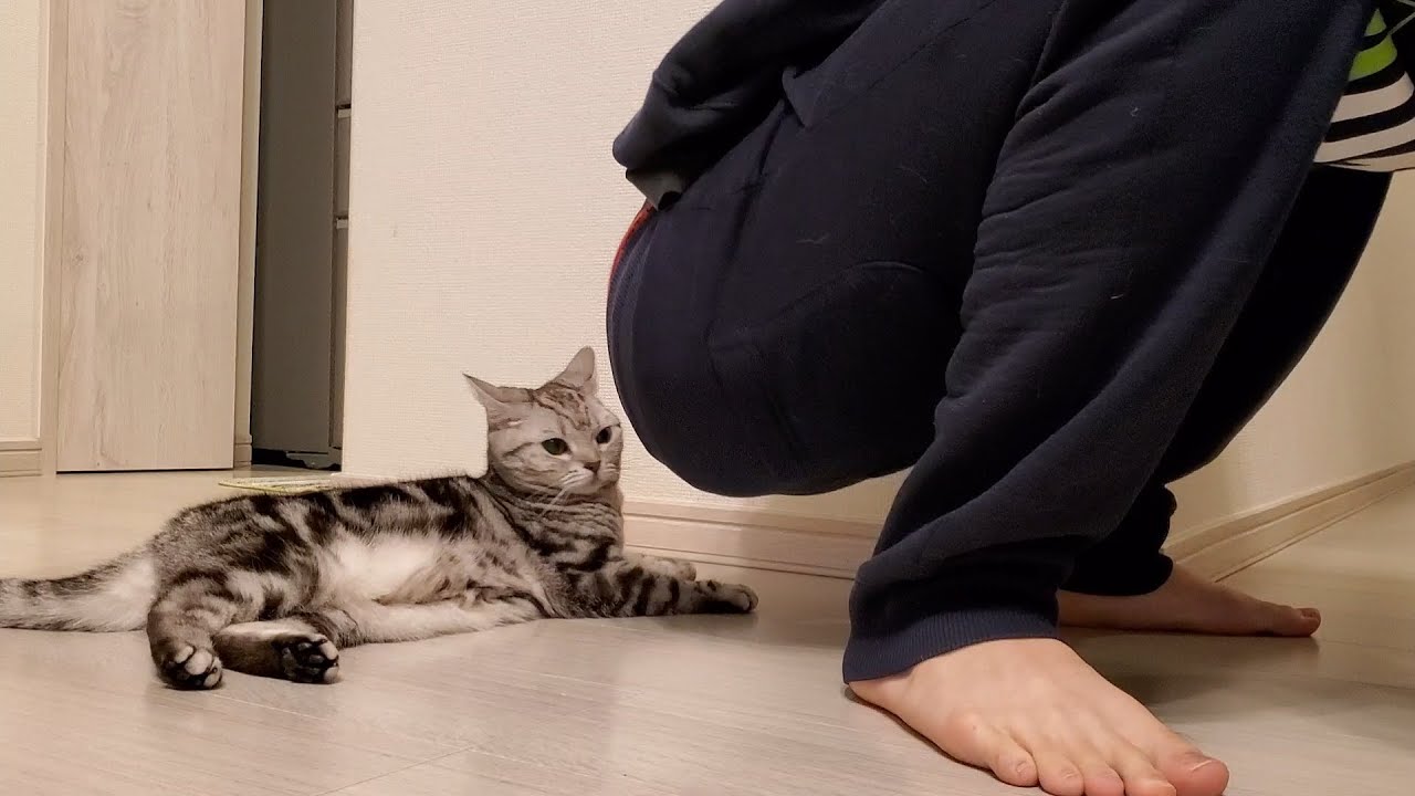 fart on my cat - YouTube