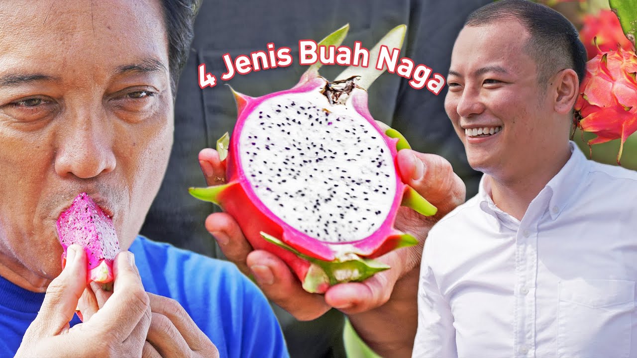 Proses Penuh Tanaman Buah Naga di HL Eco Farm | Buatan Malaysia - YouTube