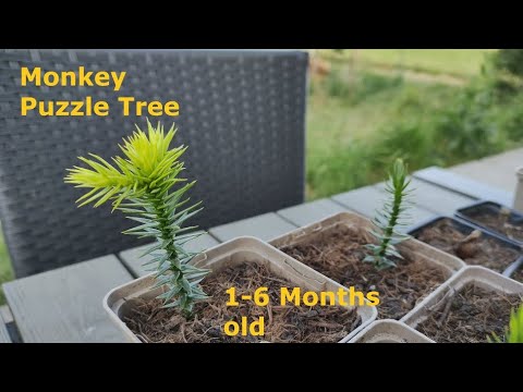 Growing MONKEY PUZZLE TREES from Seed - Few Months Old - YouTube