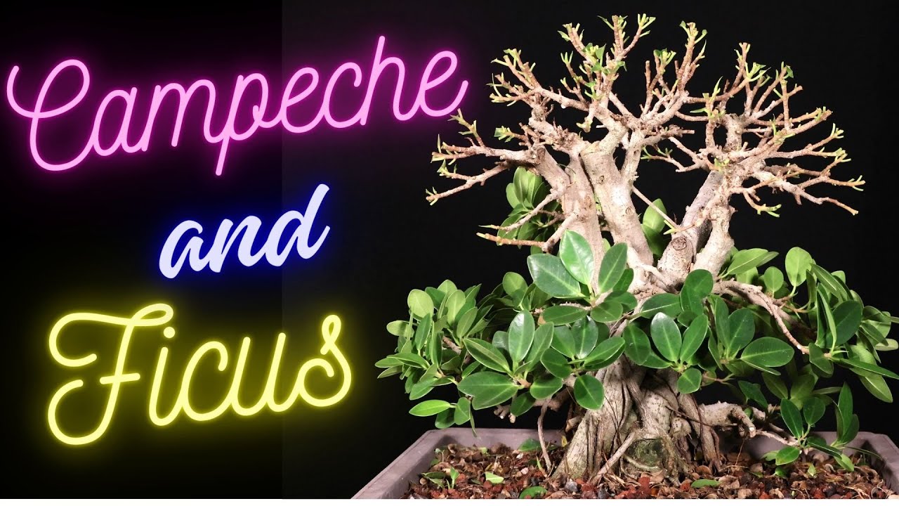 Ficus Microcarpa and Campeche Bonsai Tree. Haematoxylum Campechianum ...