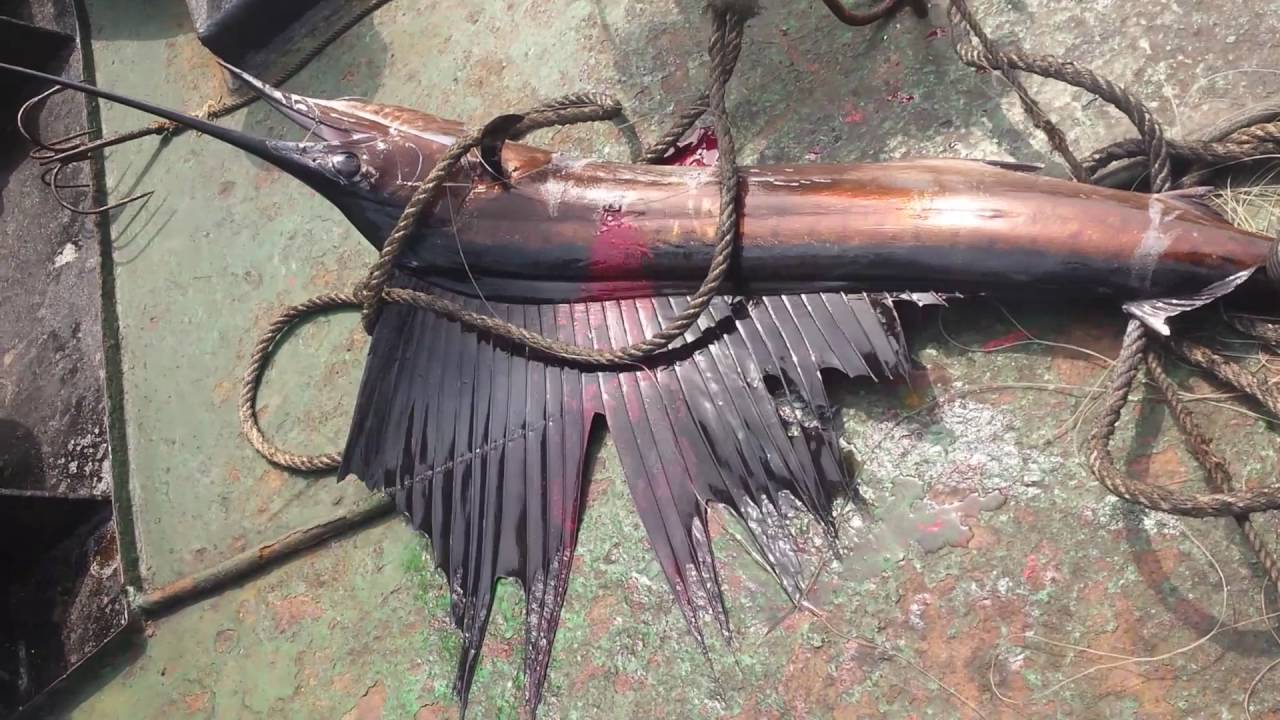 Catching Blue Marlin - YouTube