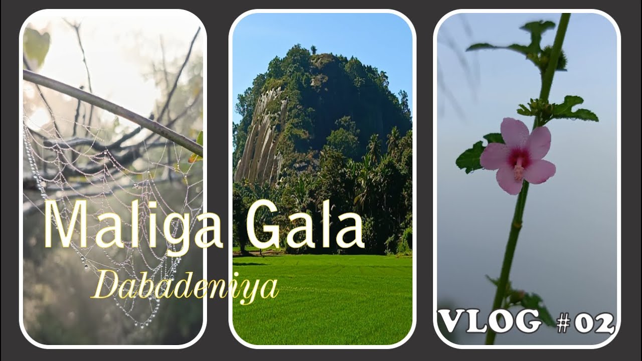 Maliga Gala Dabadeniya 4K #nature #animals #birds #wildlife #trending # ...