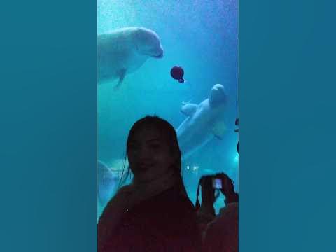 Smart and playful Beluga Whales in Lotte World Aquarium - YouTube