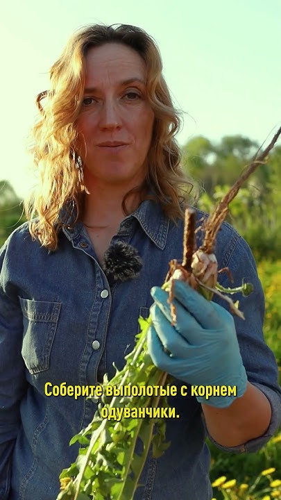 Никогда не выбрасывайте одуванчики! Это ценное и бесплатное удобрение ...