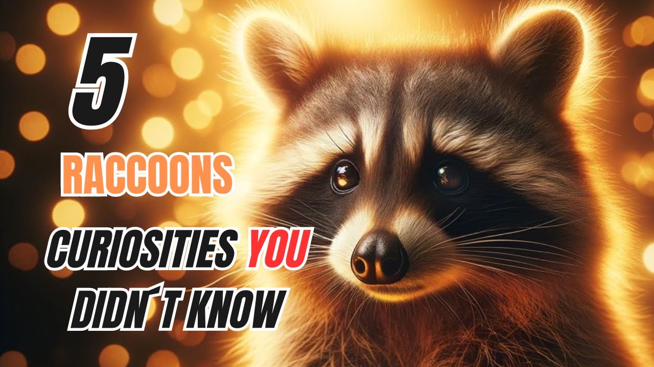 5 RACCOONS curiosities YOU didn´t KNOW. - YouTube