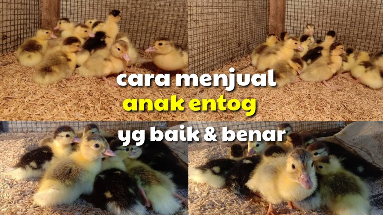 Cara menjual anak entog - YouTube