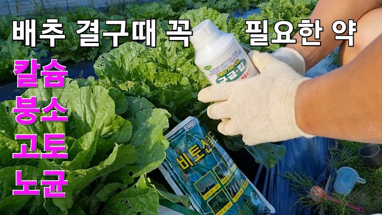 배추 속찰때 꼭 주어야 되는 약배추 결구때 주어야하는 약배추 옆면시비 약배추영양제배추칼슘제배추약배추잘키우기농사유튜브