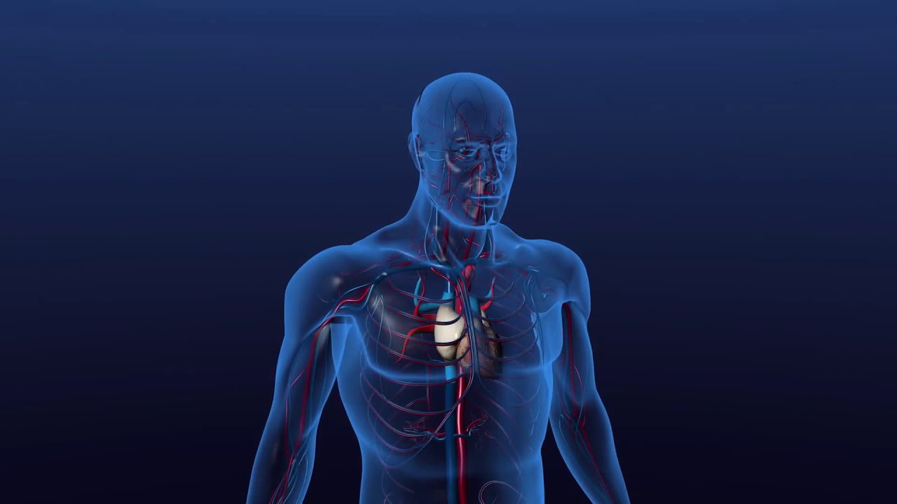 Anatomy and physiology of the human circulatory system - YouTube