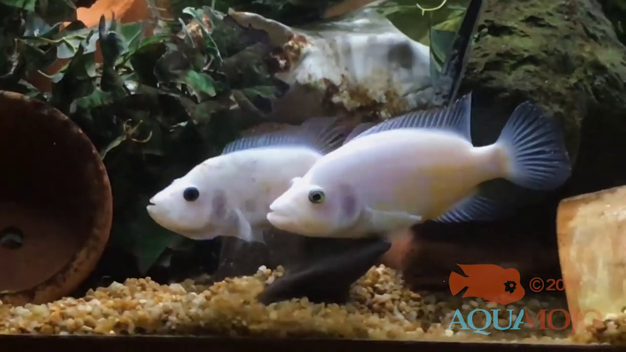Today in the Fishroom ~ Parachromis dovii "red morph" - YouTube