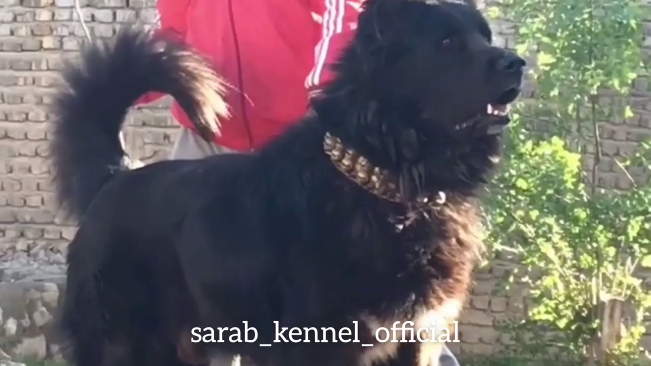 ️ Ashil, an aggressive Sarabi dog | Iranian mastiff | Read the ...