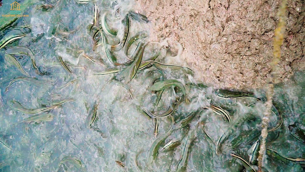 Amazing freshwater fish farm | Daily feeding of fish | Floating Village ...