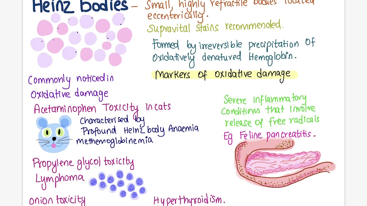 Heinz bodies | veterinary haematology - YouTube