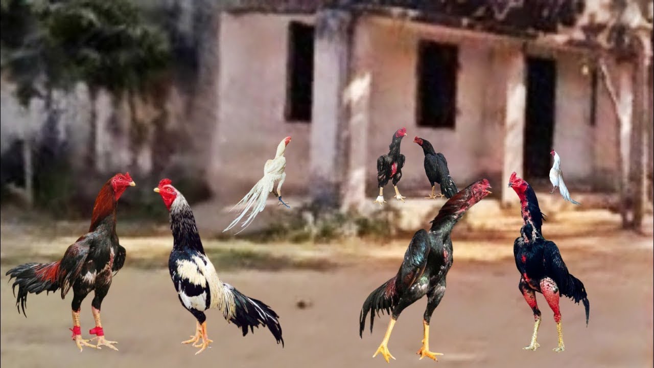 Aseel Pairs Open Together || Aseel Murga Murgi - YouTube