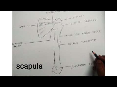 Right scapula and humerus ( anterior view ) drawing - YouTube