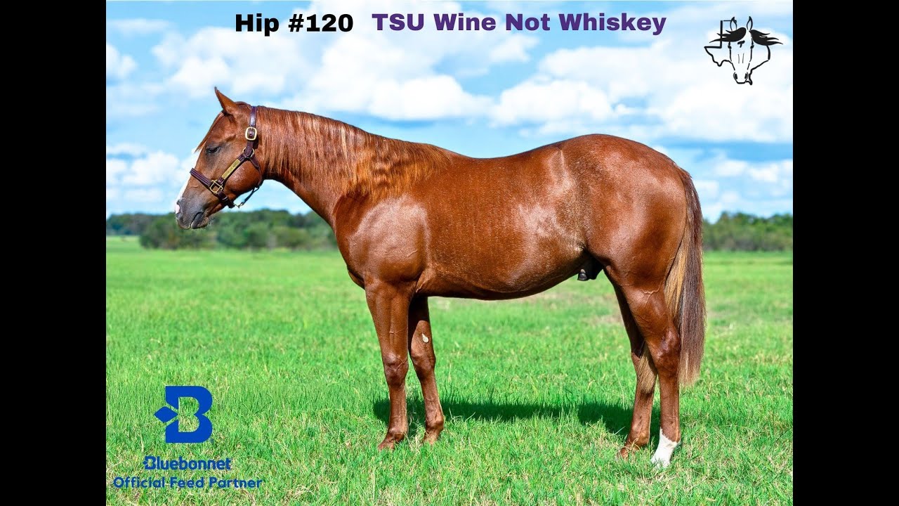 TSU Wine Not Whiskey - YouTube