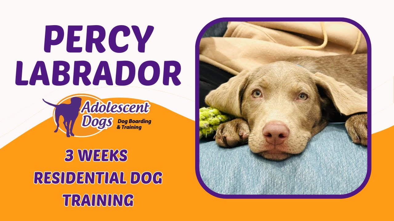 Percy the Labrador Puppy | 3 Weeks Residential Dog Training - YouTube