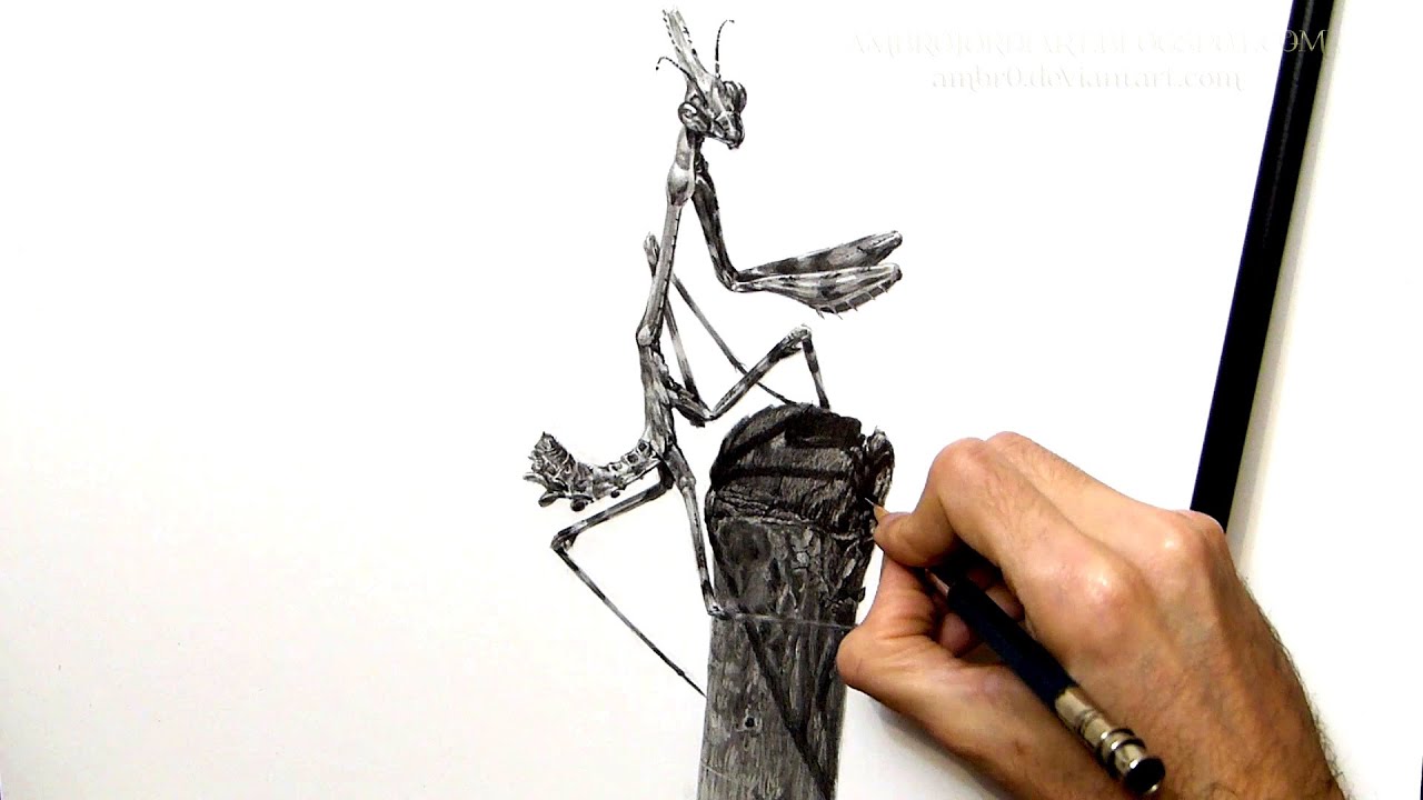 Drawing a Mantis Realistic #Ambrojordiart - YouTube