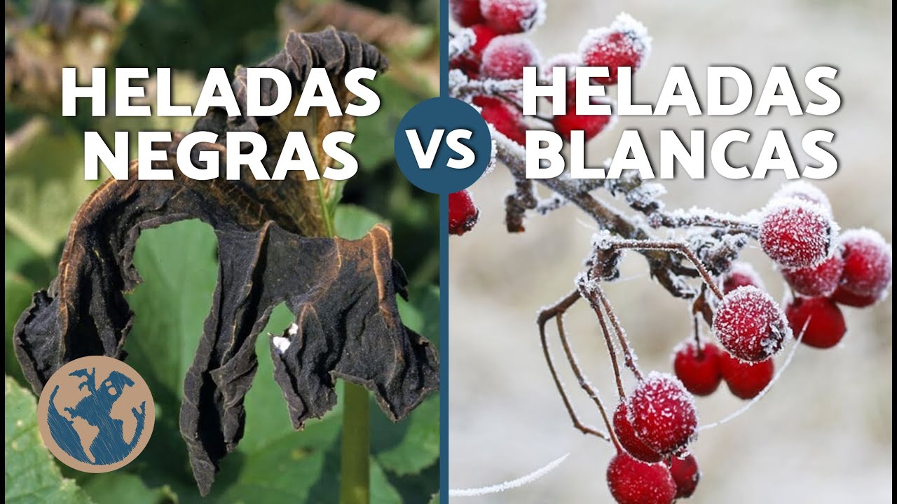 ¿QUÉ es la HELADA NEGRA y a que TEMPERATURA SUCEDE? 🧊🌨️🌡️ (DIFERENCIAS ...