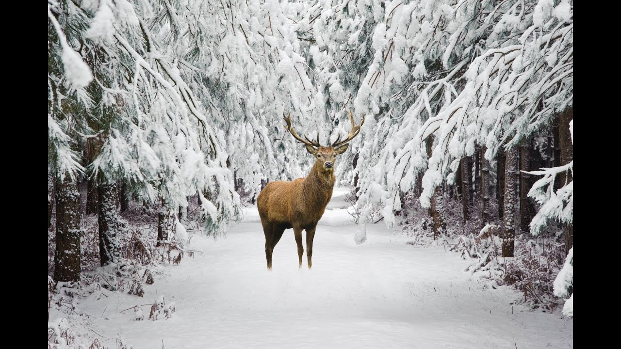 Buck Life Season 1 Episode 3 - Prepping for the season - YouTube