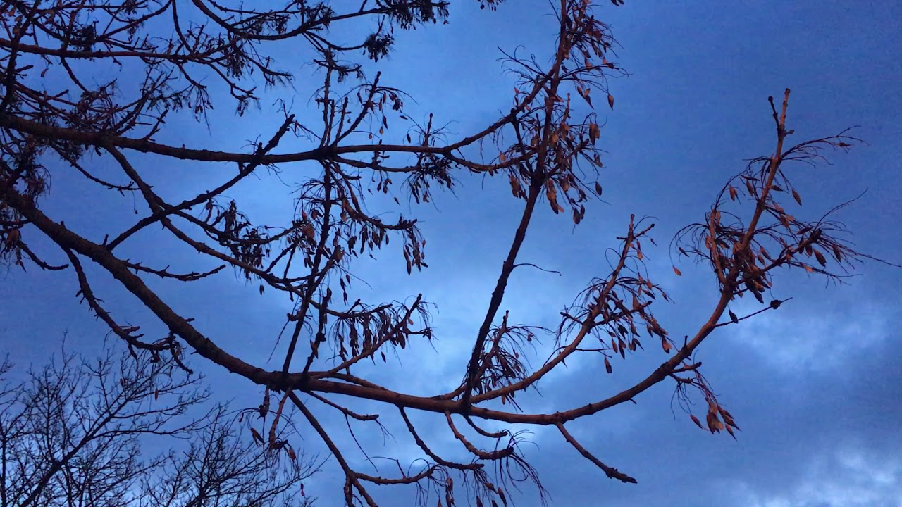 Common ash - twigs, branches & samaras - December 2018 - YouTube