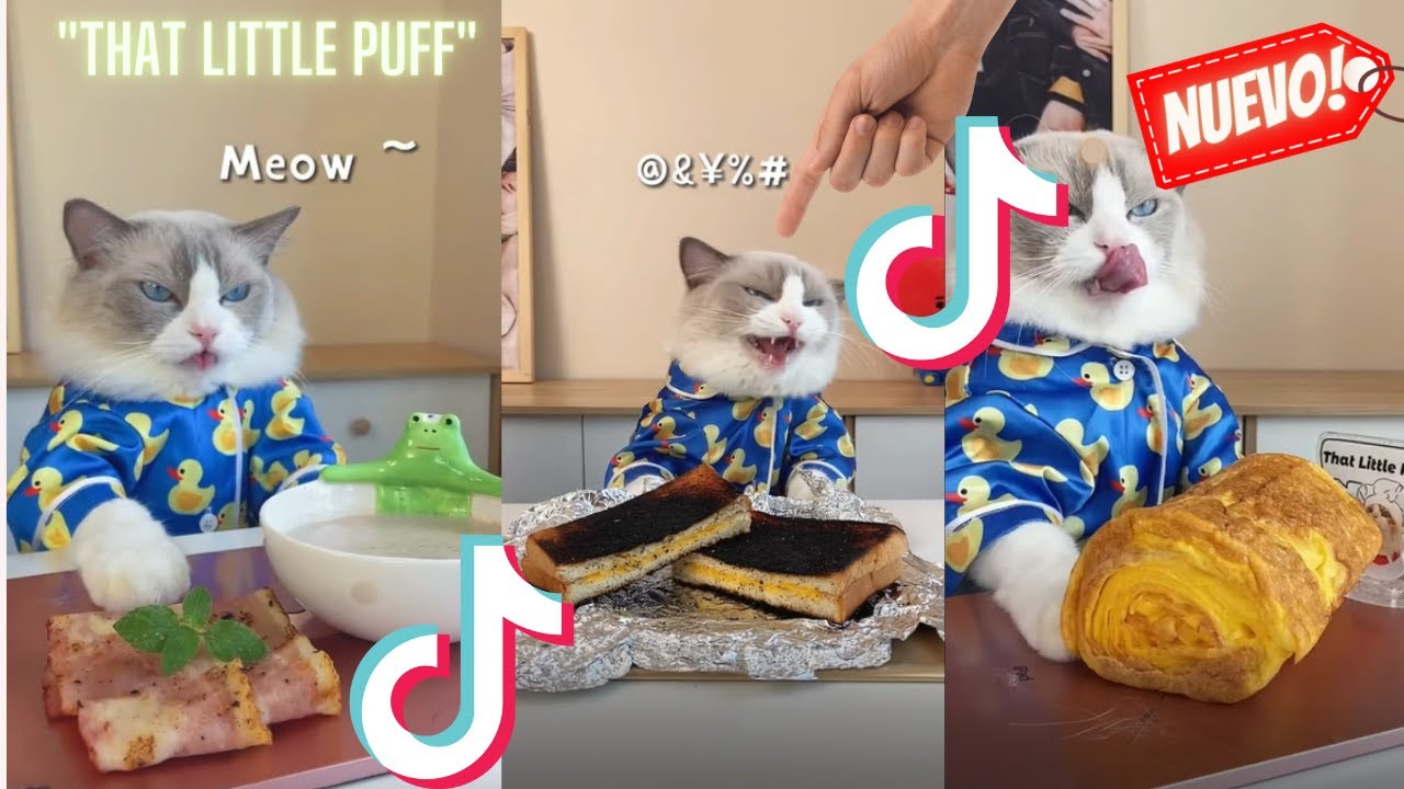 Gatos divertidos 2022: Gatos cocinando comida 😺🤩 (compilación de TikTok ...