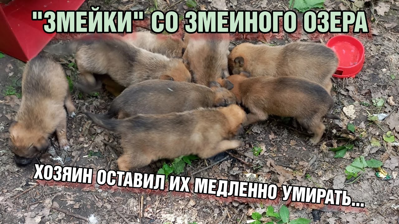 «Змейки» со Змеиного озера. - YouTube
