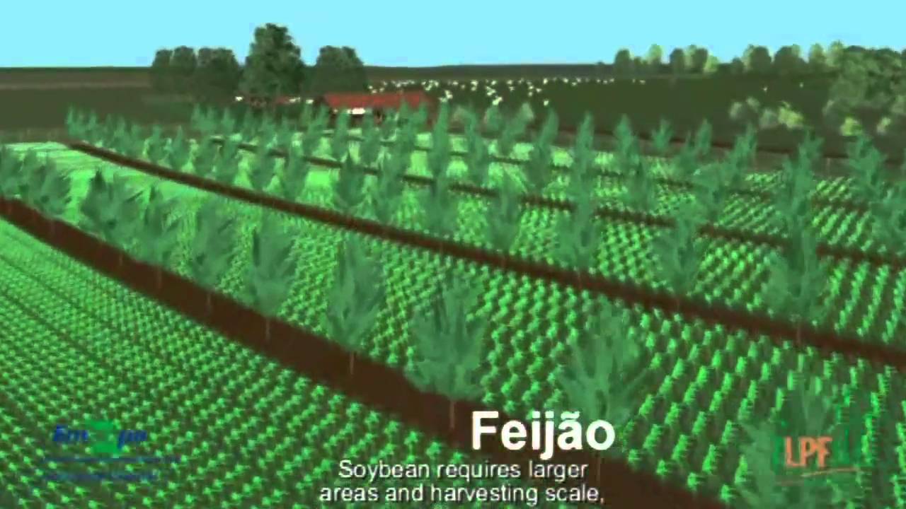 Integração lavoura-pecuária-floresta (iLPF) - YouTube