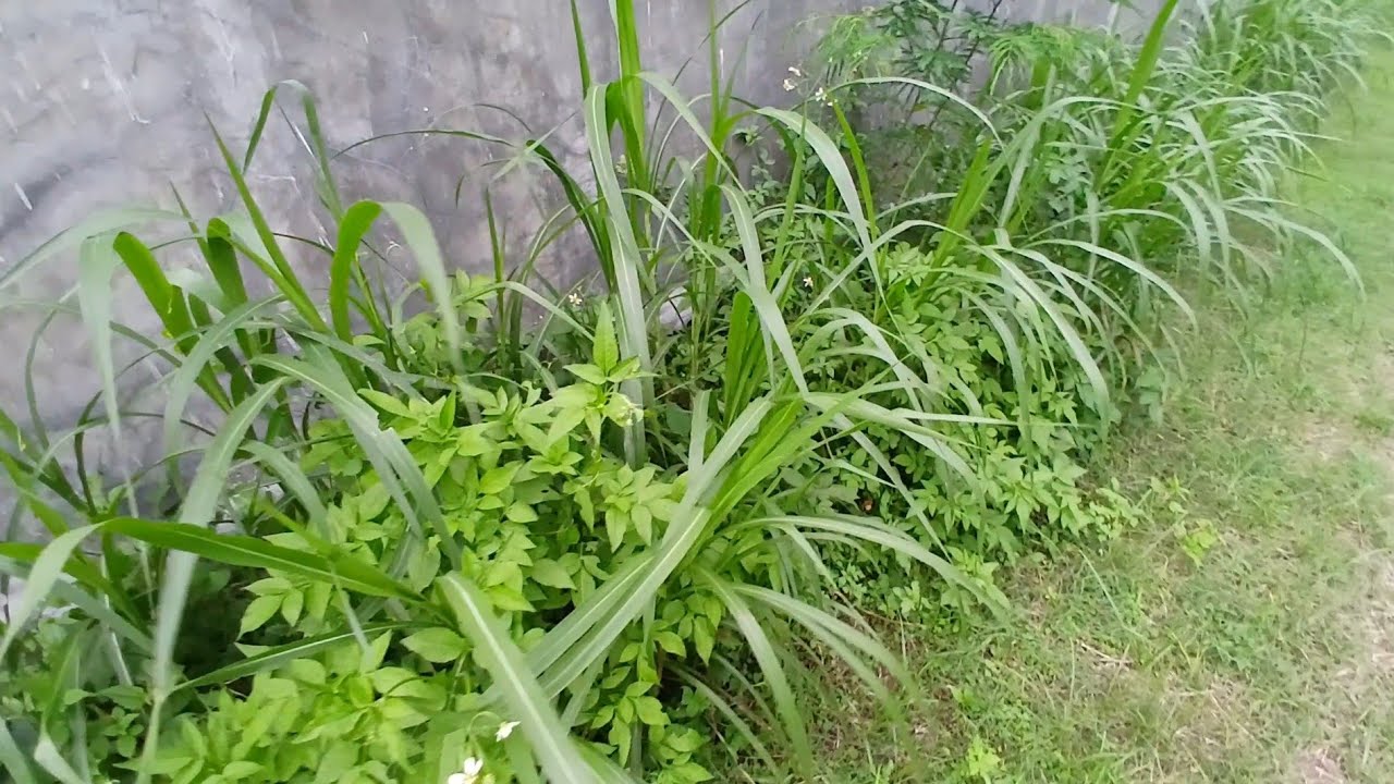 Napier Grass: The Ultimate High-Quality Forage for Livestock - YouTube
