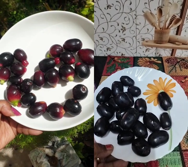 Naval Pazham #நாவல் பழம் #shorts - YouTube