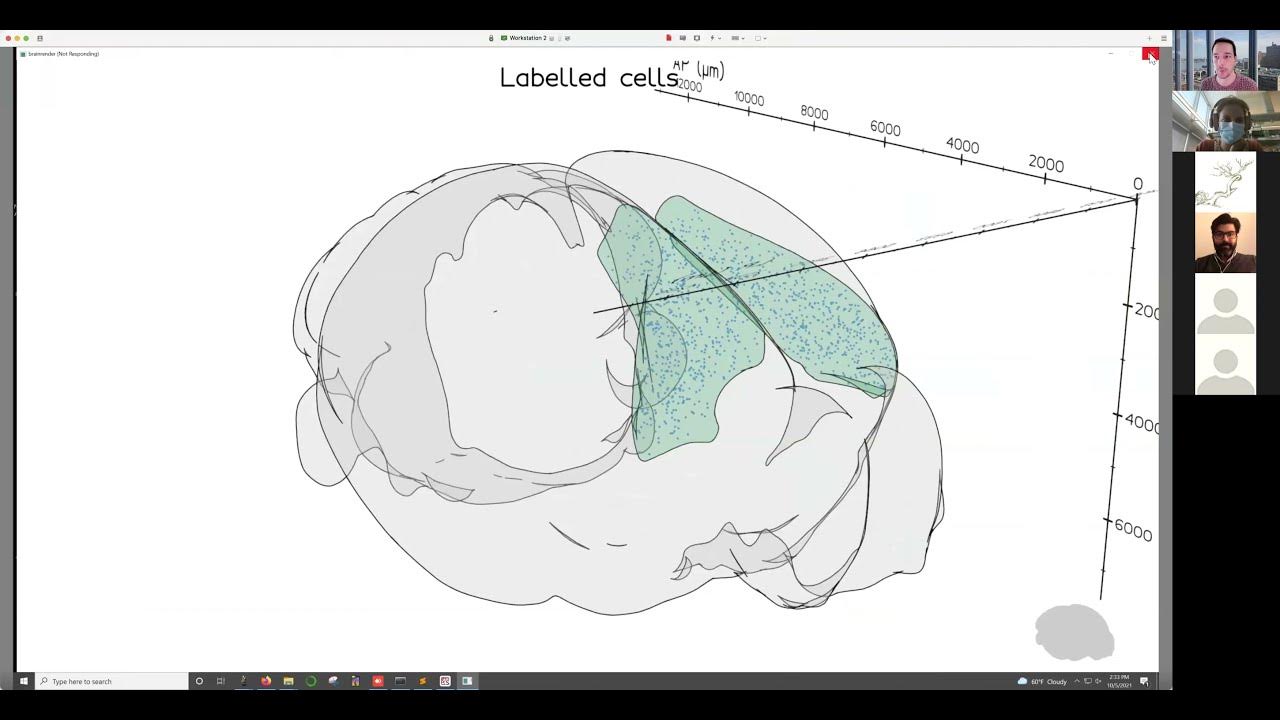 Using brainrender for whole brain visualization - YouTube
