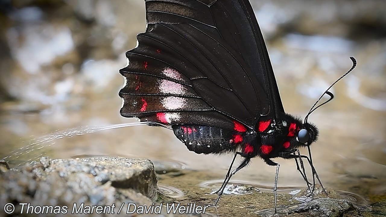 Have You Ever Seen A Butterfly Pee? - Video by Thomas Marent - YouTube