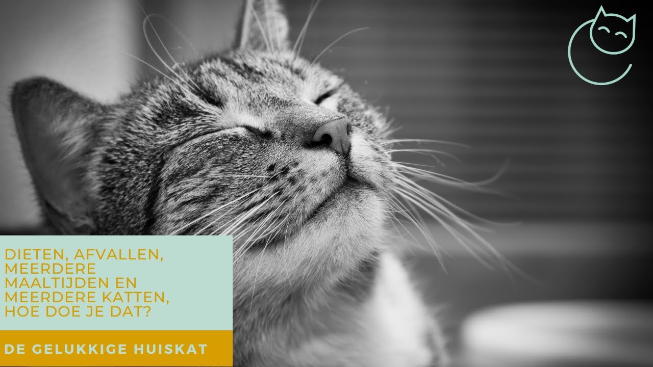 KATTEN OP DIEET, AFVALLEN, MEERDERE KATTEN MEERDERE MAALTIJDEN - De ...