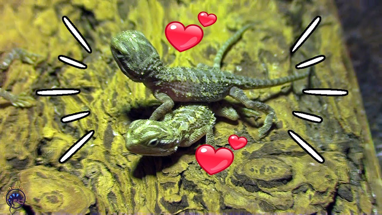 These Baby Lizards are TOO Cute! -- The First Rankin's Dragon Clutch of ...