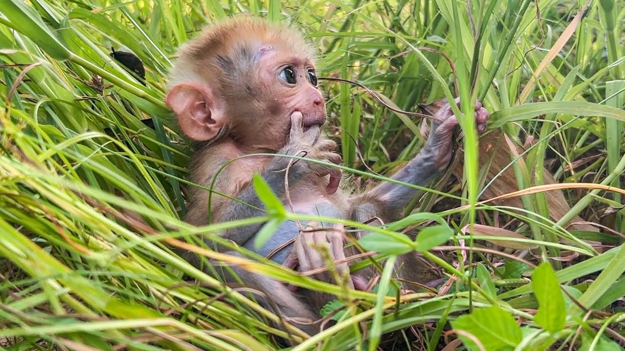 Poor baby monkey laying down so pitiful Bola - YouTube