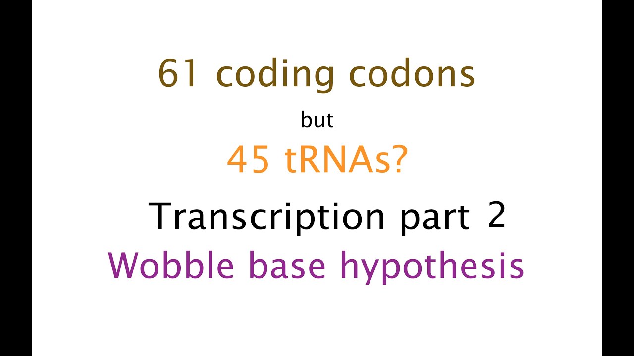 Wobble Base Hypothesis: Transcription P2 (#45) - YouTube