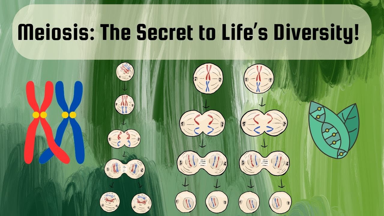The Dance of Life: Understanding Meiosis and Genetic Diversity - YouTube