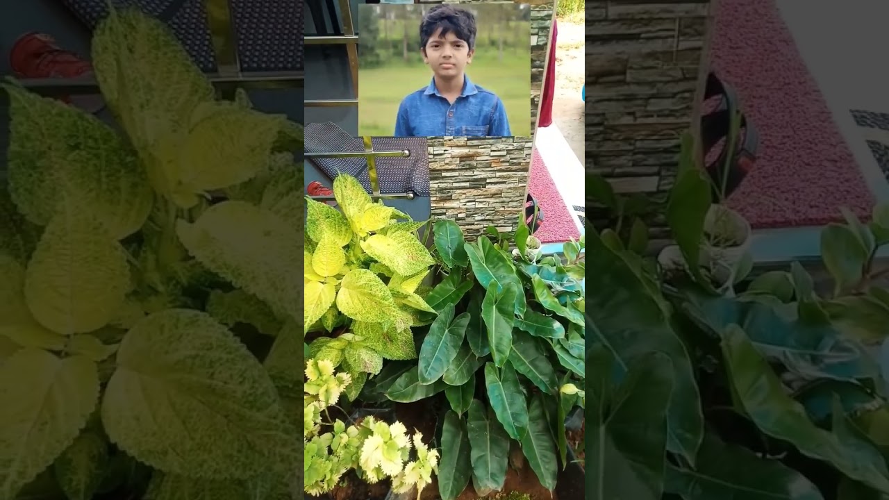 Beautiful yellow coleus plant variety coleus plant - YouTube