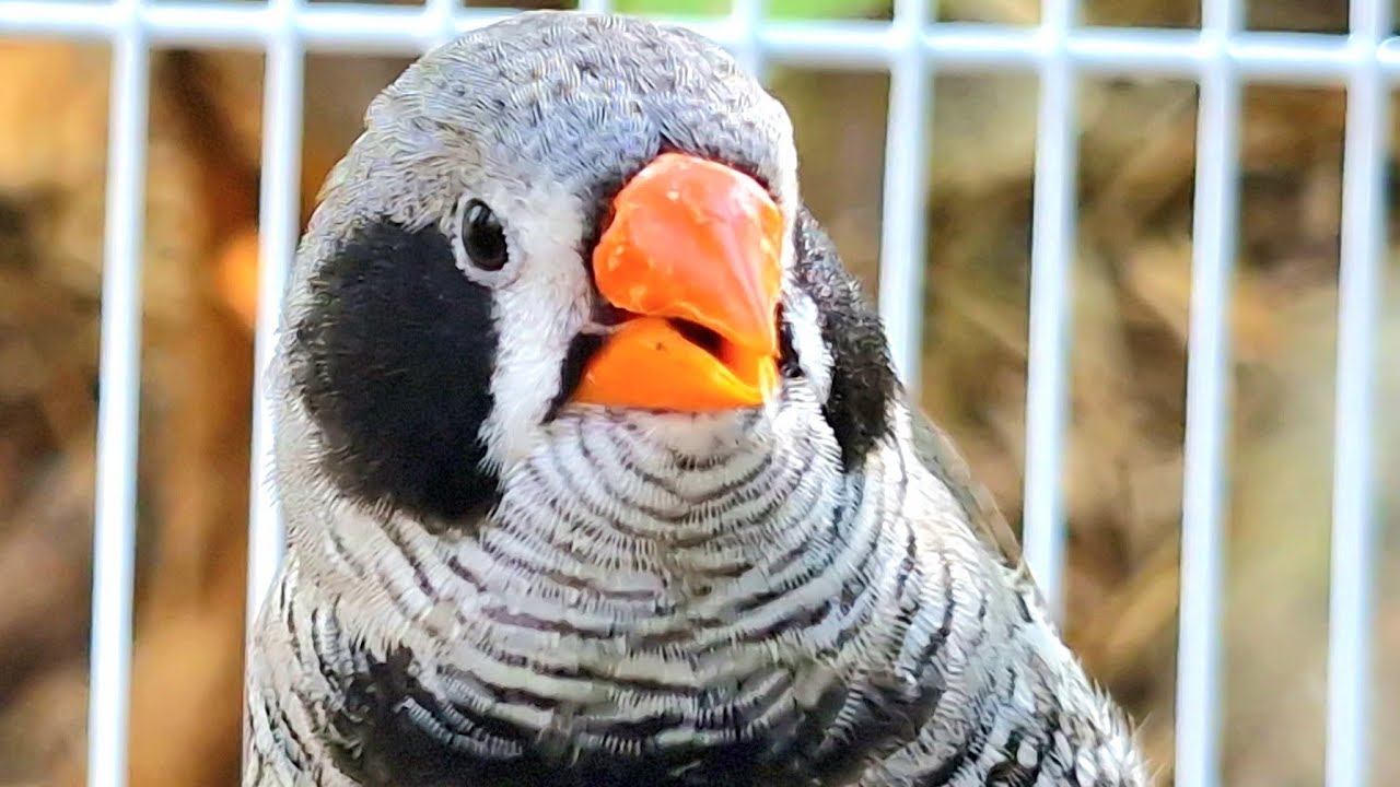 zebra finch Chirping sounds : The little bird sings in the cage in the ...