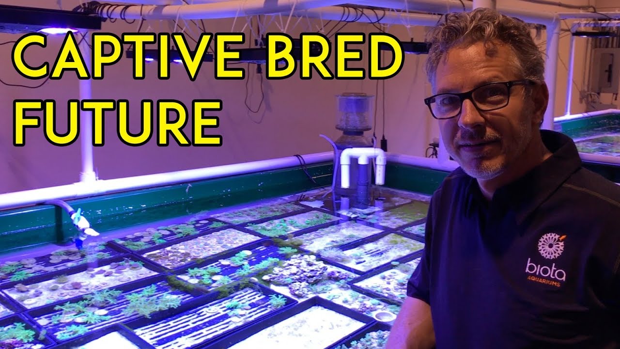 Preview the future of captive breeding At Biota Aquariums - YouTube