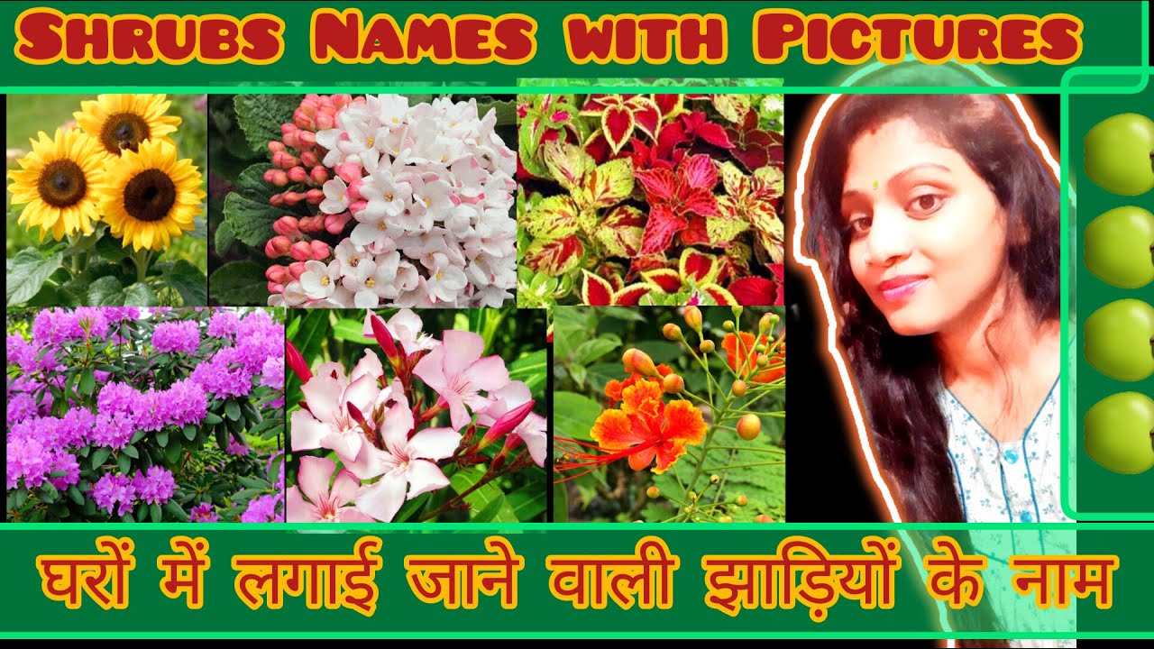 Shrubs Names with Pictures ll 20 Shrubs Names in English - YouTube