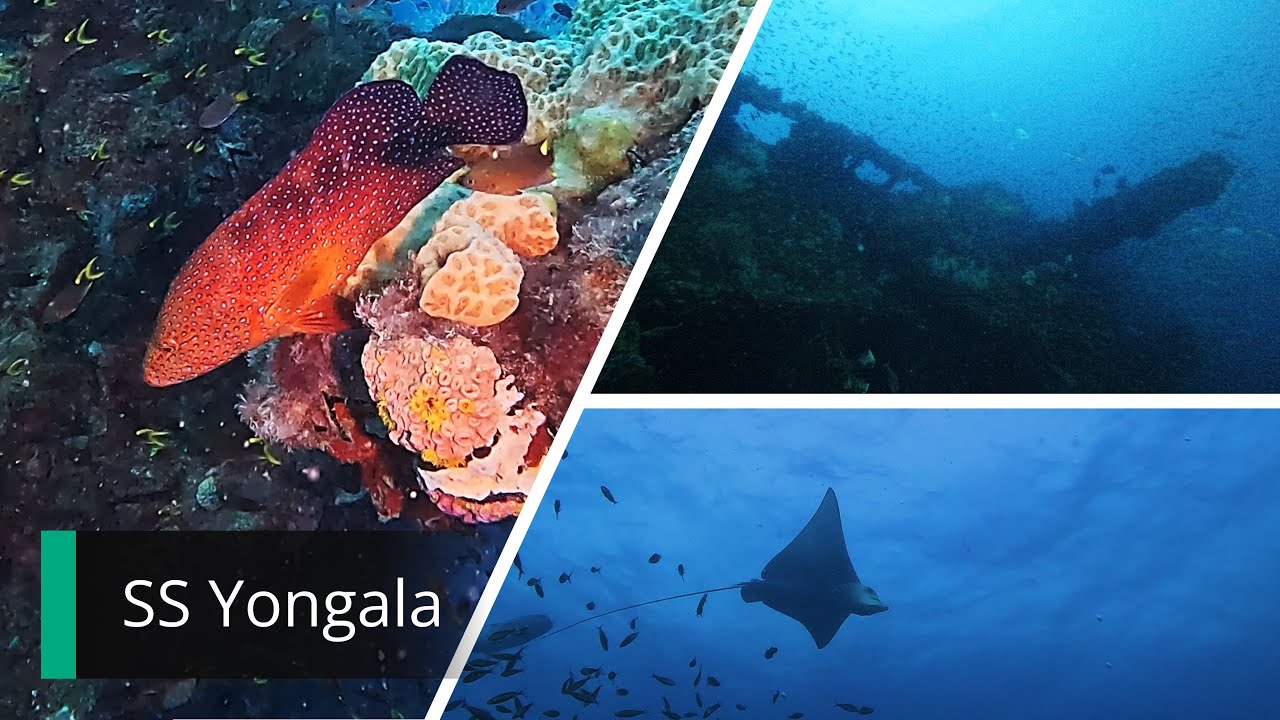 Diving the SS Yongala - Queensland's best wreck dive - YouTube